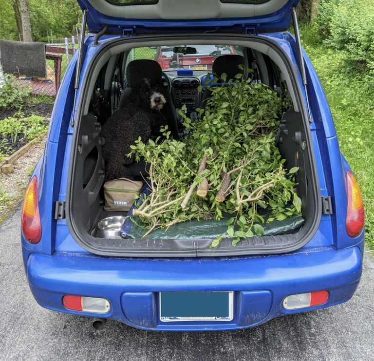I Unironically Bought A One-Owner Manual Chrysler PT Cruiser During The ...