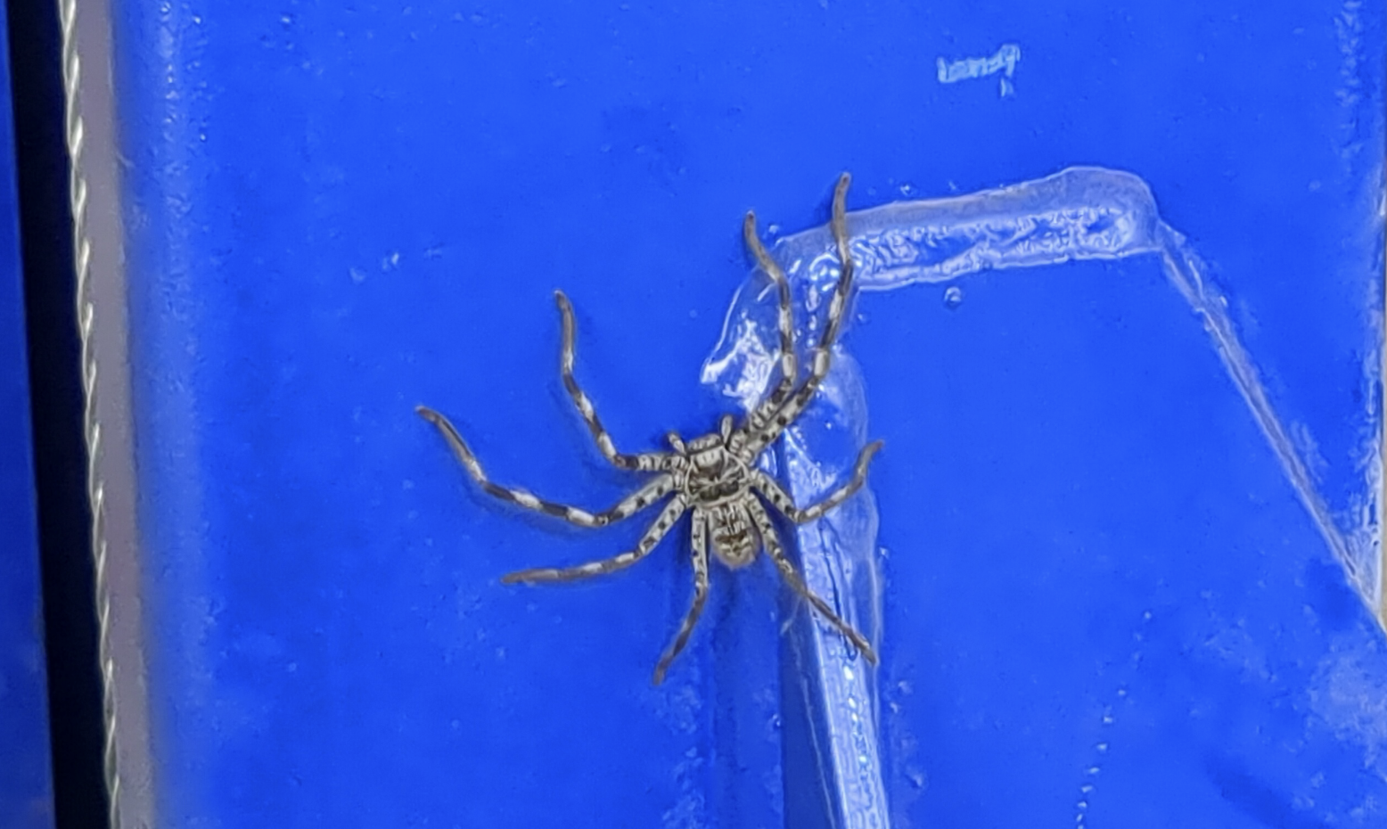 What It's Like Fixing Cars Infested With The World's Biggest Spiders ...