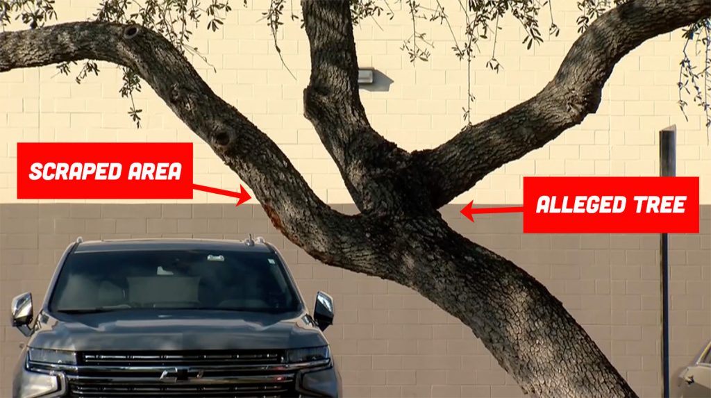 Woman Arrested And Jailed For Accidentally Scraping Low-Hanging Tree ...
