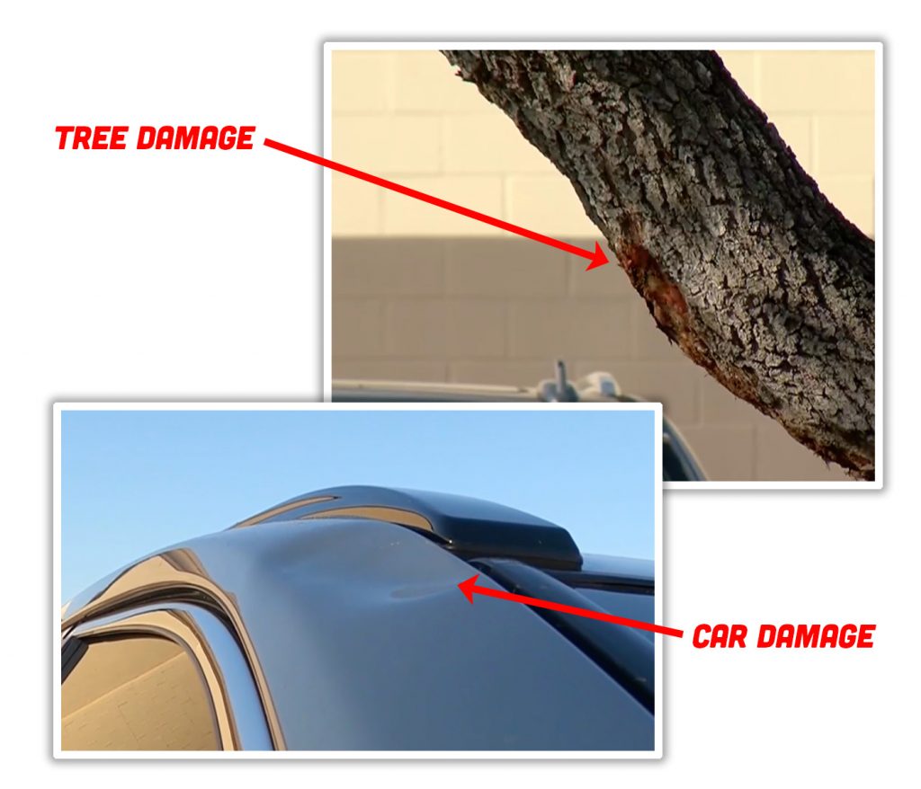 Woman Arrested And Jailed For Accidentally Scraping Low-Hanging Tree ...